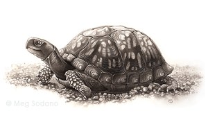 box-turtle – Meg Sodano – Illustration & Design