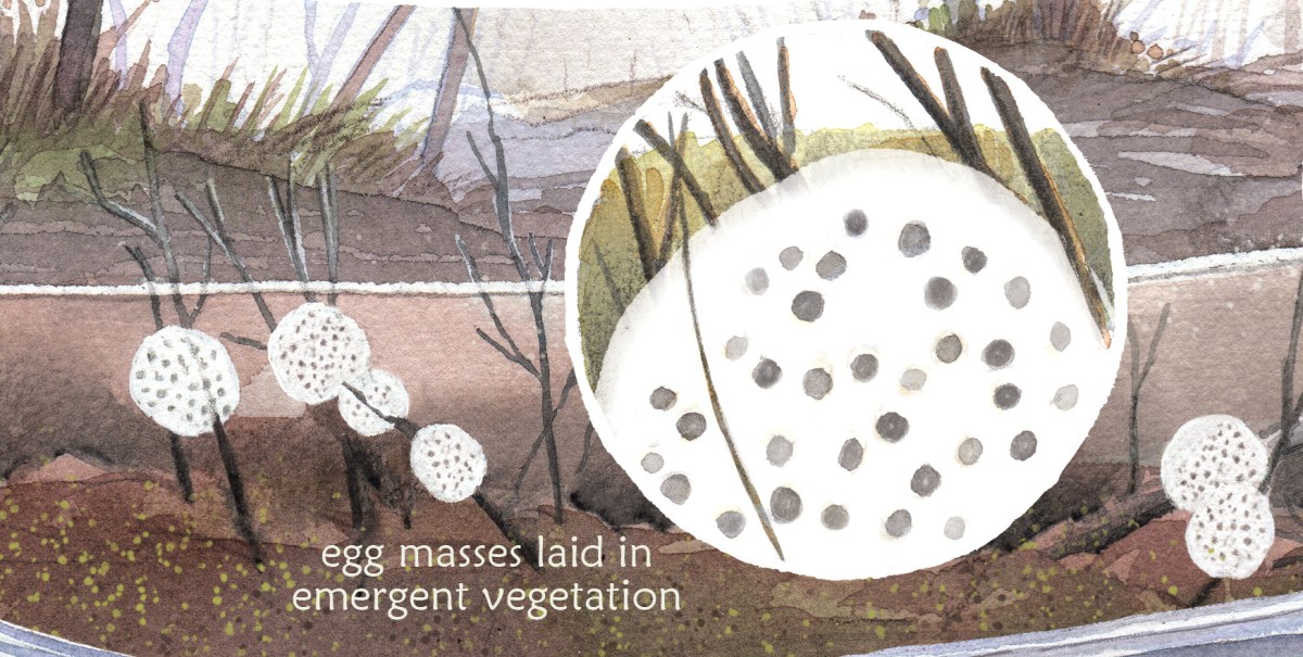 Salamander Sky, Part 1: Field Research – Meg Sodano – Illustration & Design