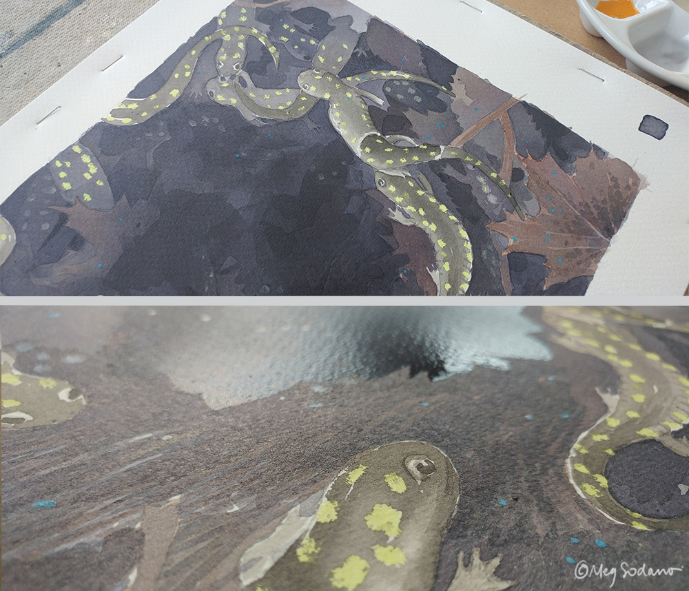 Salamander Sky, Part 2: Methods & Materials – Meg Sodano – Illustration ...